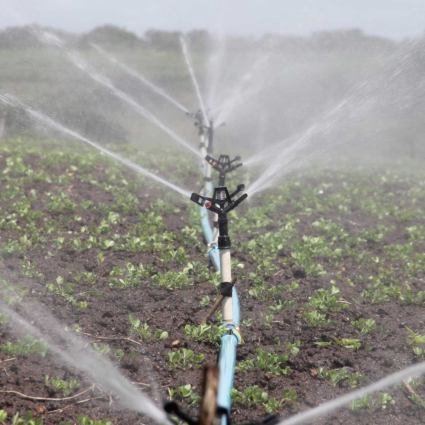 Services- Agriculture Irrigation – Top Star MNE